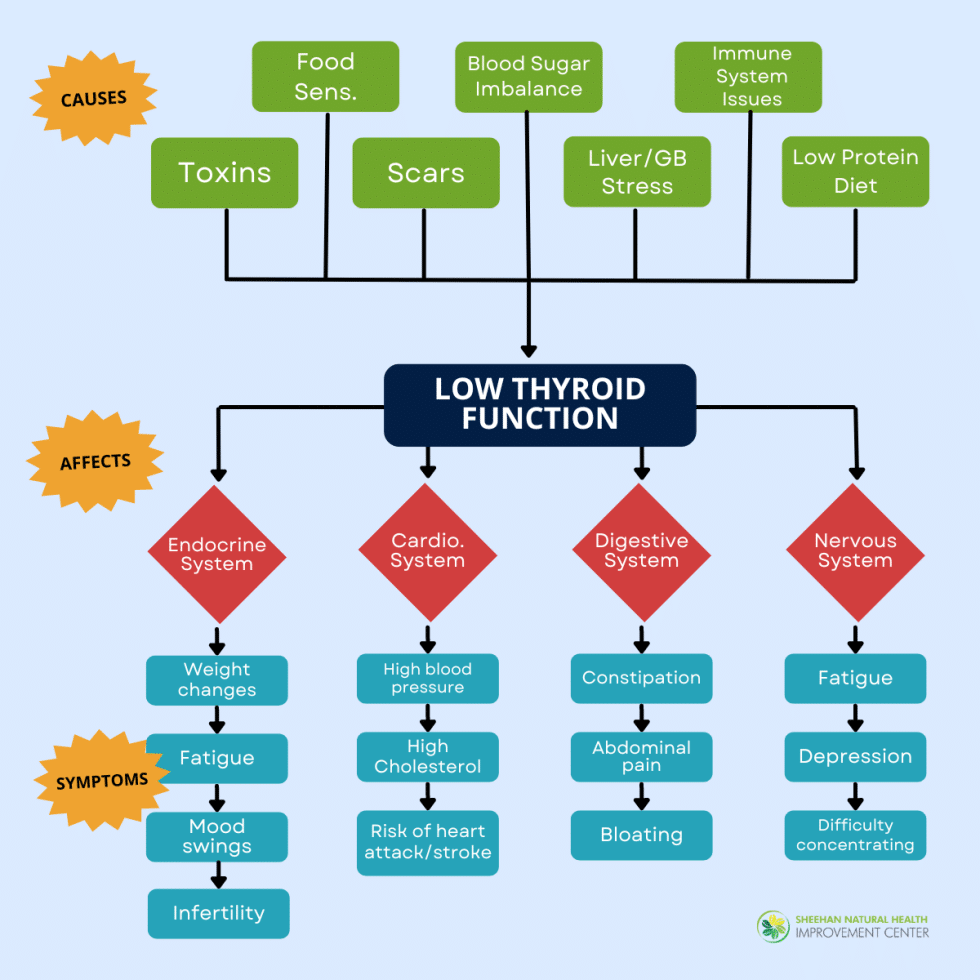 Proactive Steps to Improve Your Thyroid Health (Plus 6 Case Studies ...